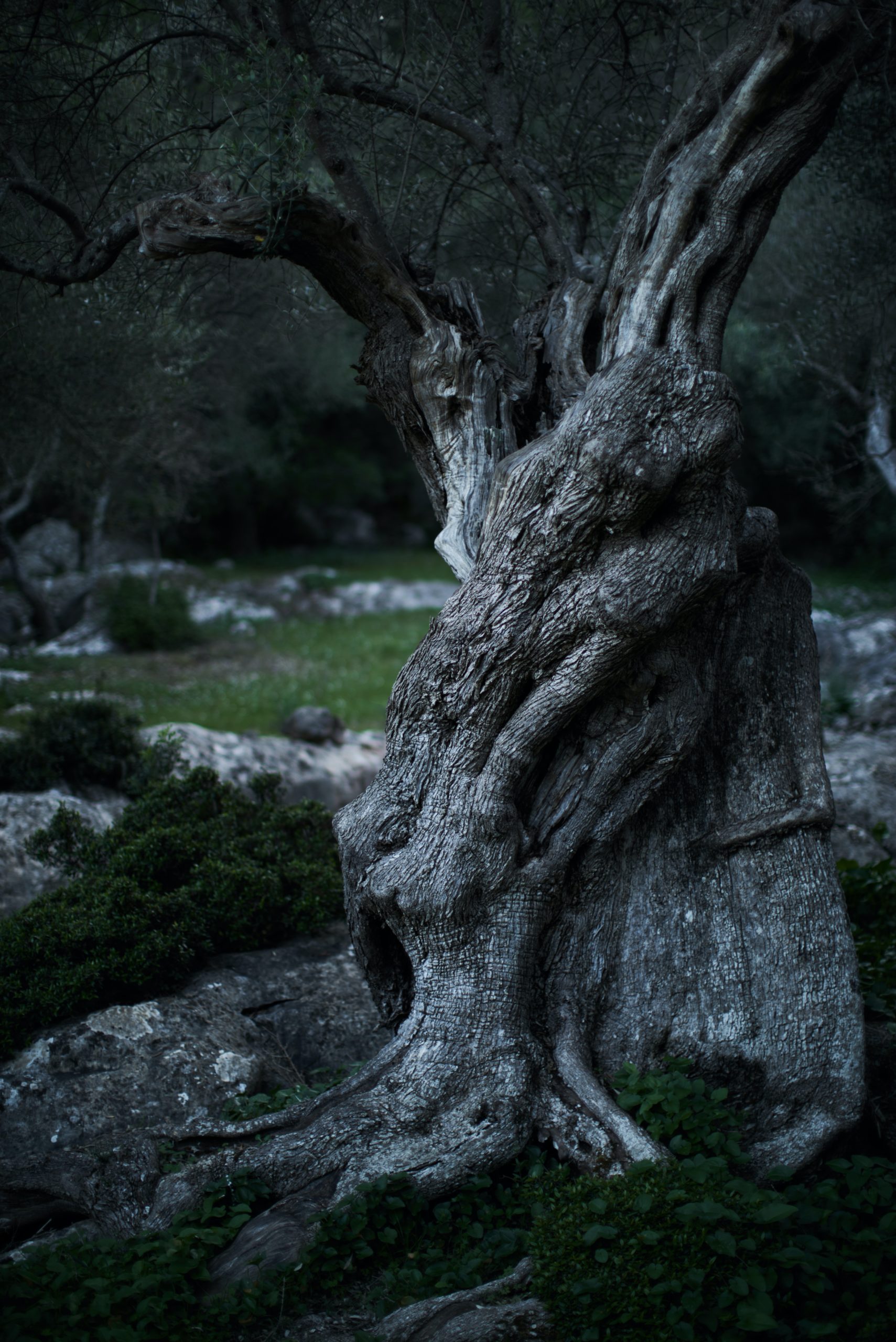 Agate Arbre : La Pierre Fine qui Évoque la Sérénité Naturelle